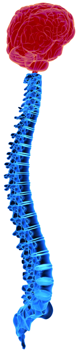 Neurosurgery & Orthopedic Spine Center in NJ | Premier Brain & Spine